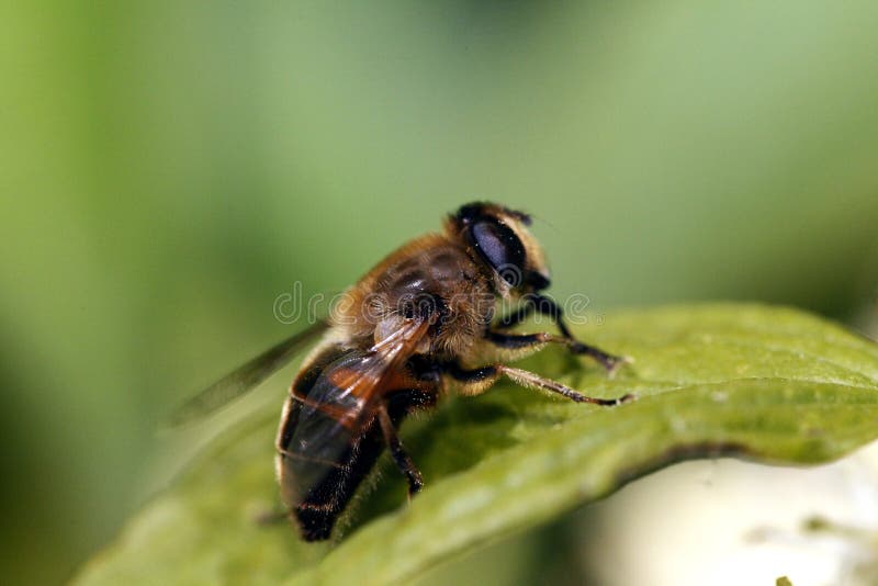 Fly Standing on Leaf, Normandy Stock Image - Image of insect, france ...