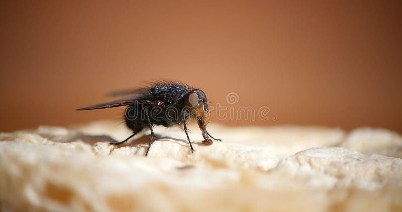 Fly Standing on a Piece of Cheese, Normandy in France Stock Photo ...