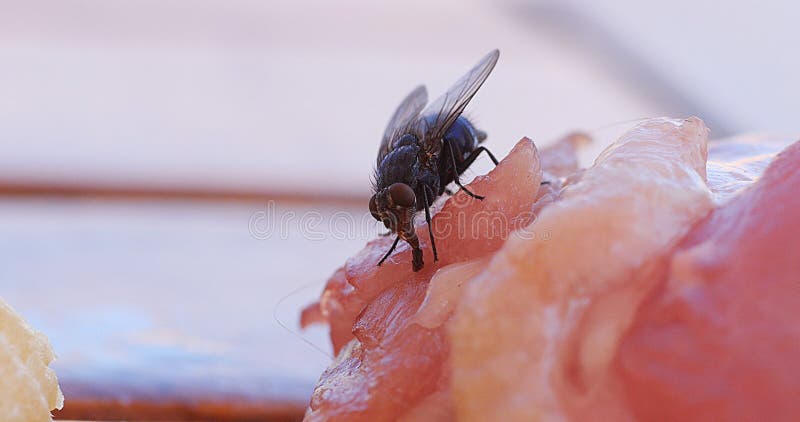 Fly Standing on a Piece of Meet, Normandy in France Stock Image - Image ...