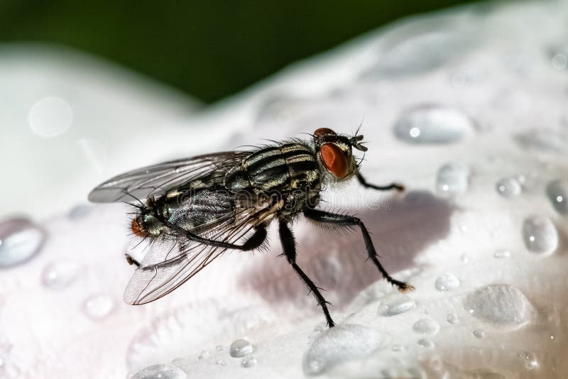 A Fly Standing on Pink Flower Stock Photo - Image of increase, black ...