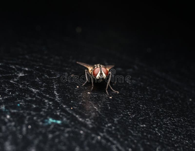 Fly standing on the rocks stock image. Image of insect - 93910155