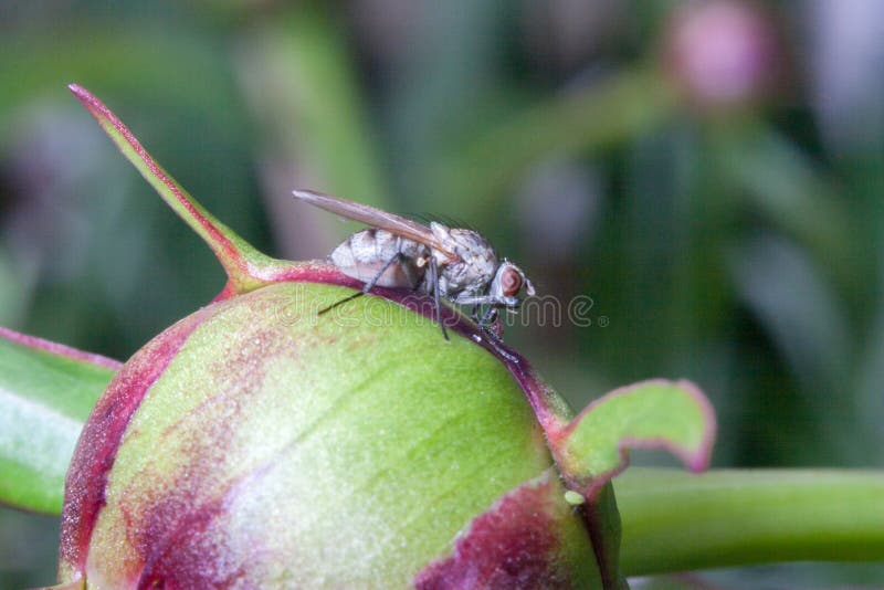 Fly stock image. Image of close, green, copy, insect - 40686355