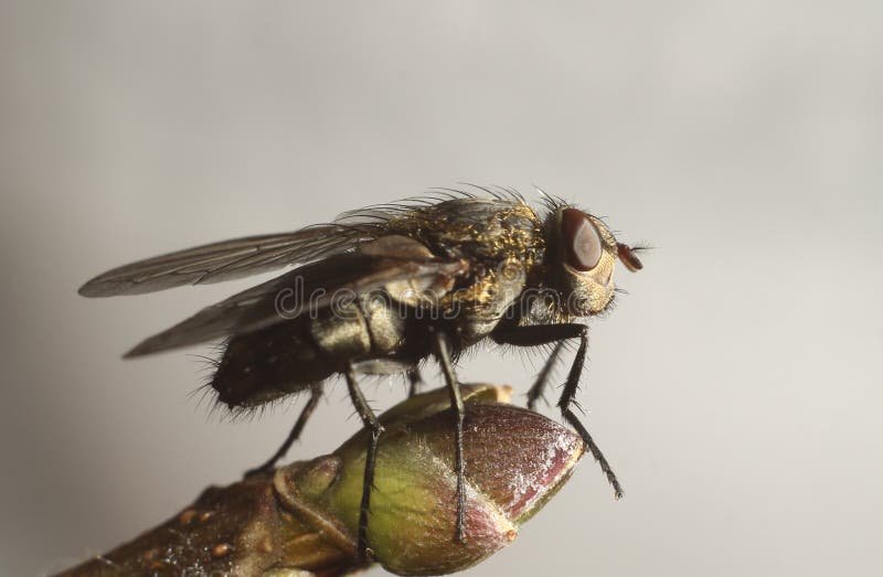 Fly on stem stock photo. Image of claws, insect, wings - 61418888