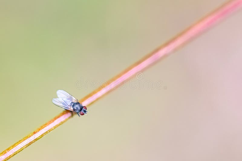 A fly on a stem stock image. Image of nature, hairy - 223117691