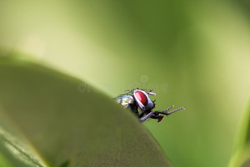 A Fly Sticks Its Head Out from Behind a Leaf and Preens Itself. Stock ...