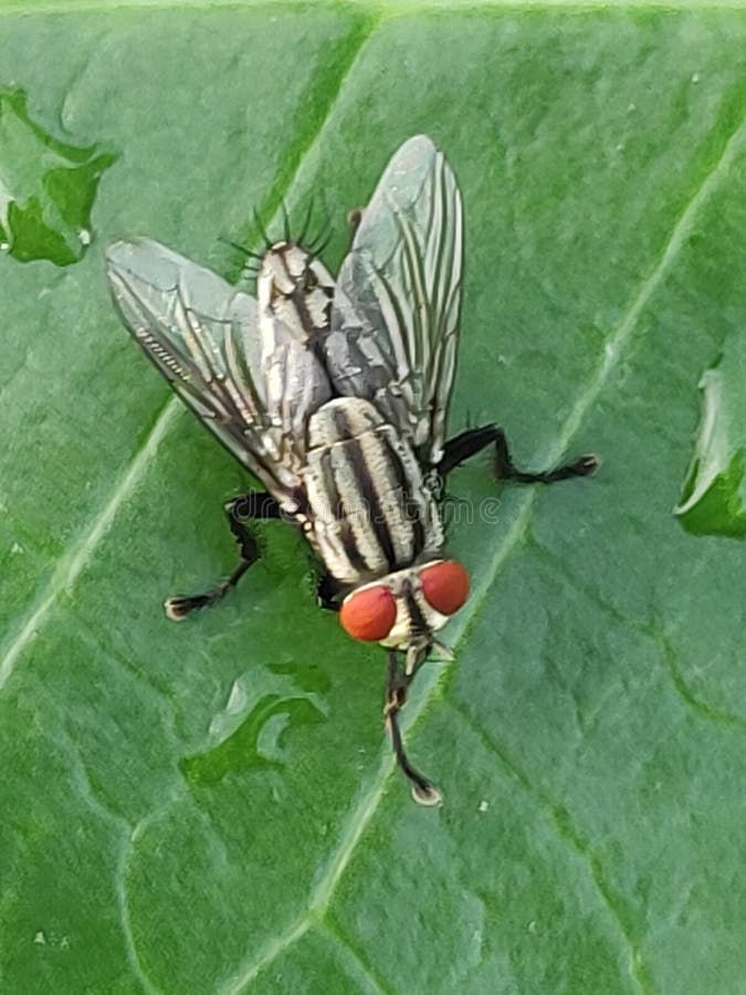 Fly with stripes on stock image. Image of insect, eyes - 156402053