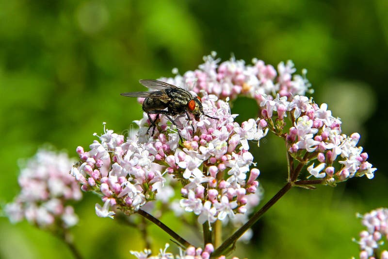 Fly sucking nectar stock image. Image of white, nectar - 34569753