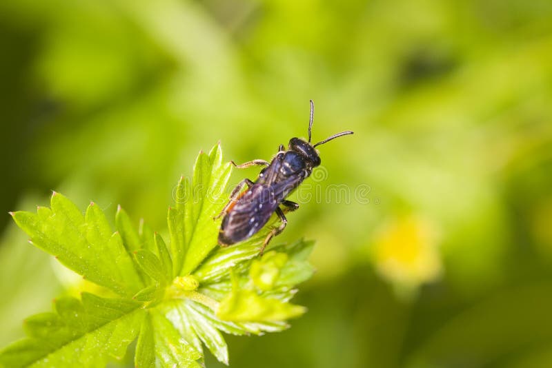 Fly in summer stock image. Image of macro, buttercup, beetle - 3535165