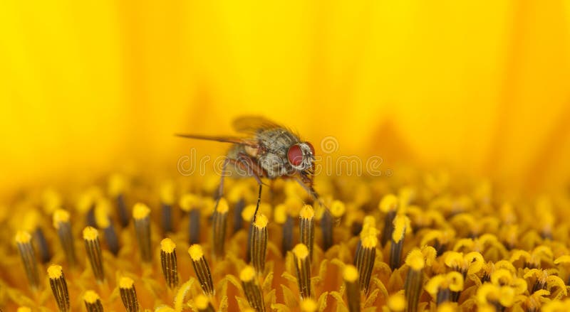 Fly on a sunflower stock photo. Image of wing, sunflower - 11058274