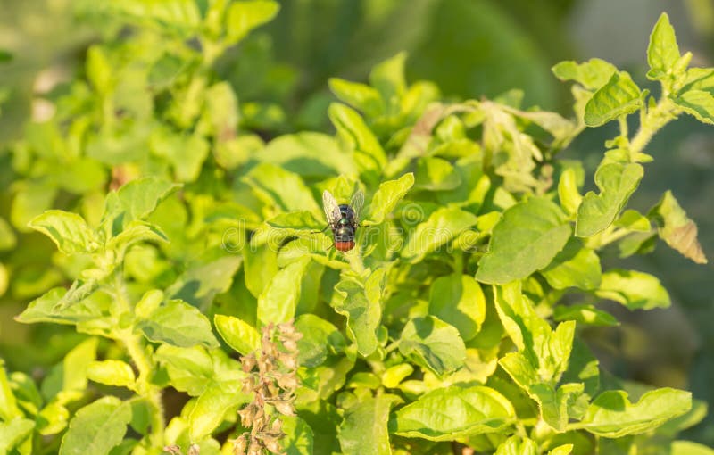 Fly on the Sweet Basil Tree Stock Image - Image of tree, closeup: 49905681