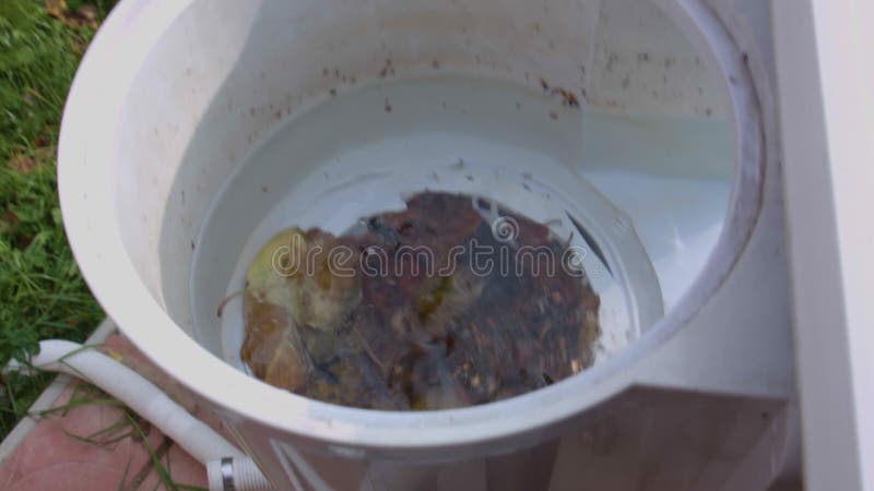 Fly in a swimming pool stock video. Video of pool, feeding - 197380843