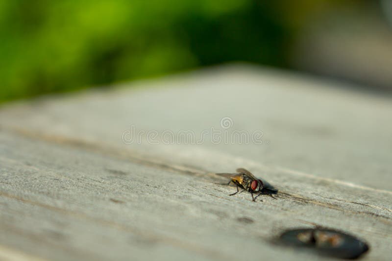 Fly on a Table while Camping Outdoors Stock Image - Image of size ...