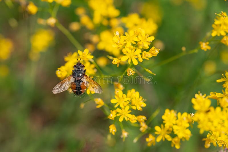 Fly Tachina Fera Sitting on a Yellow Flower Stock Image - Image of ...