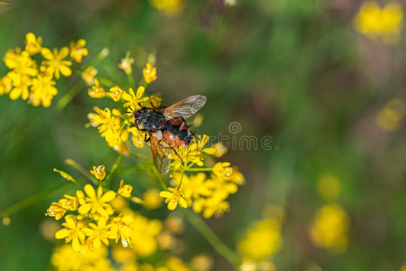 Fly Tachina Fera Sitting on a Yellow Flower Stock Photo - Image of ...