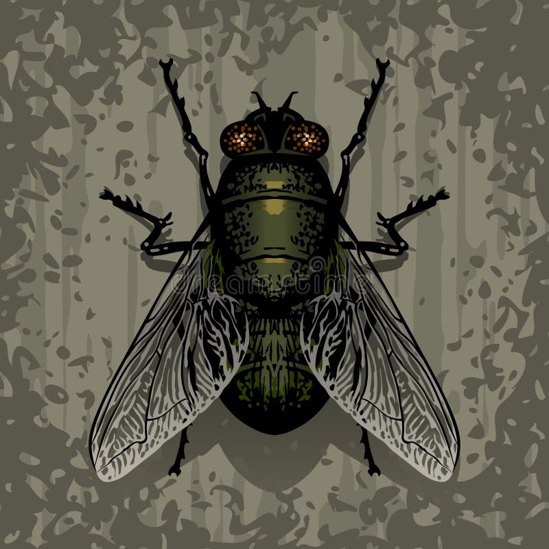 Fly stock vector. Illustration of drawn, wings, realistic - 33836827