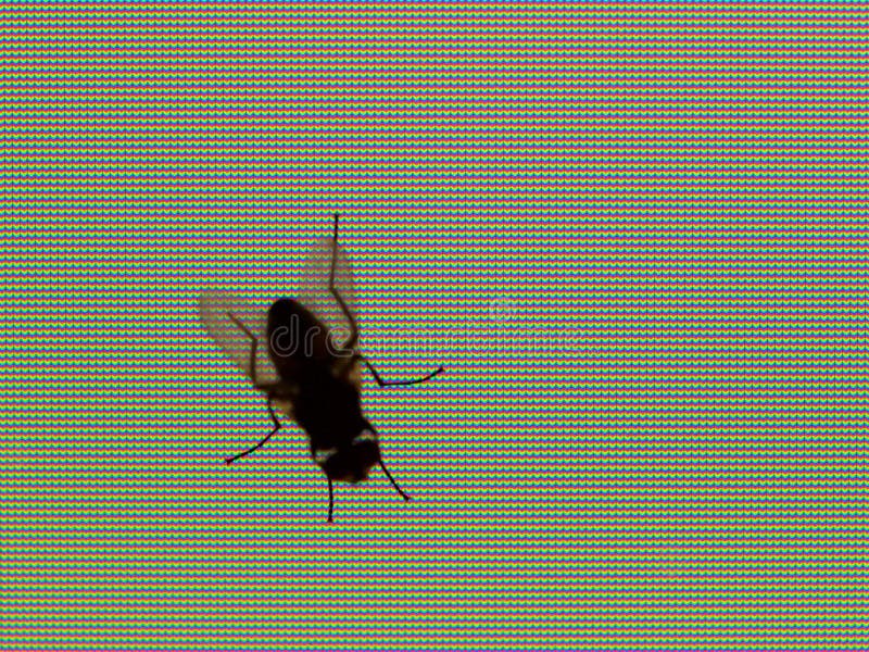Fly on a TFT display stock image. Image of display, lines - 2911393