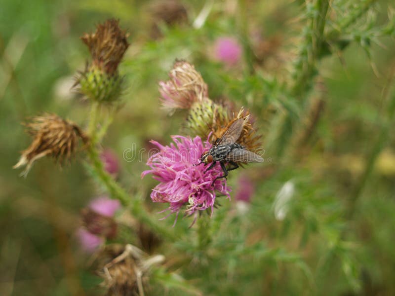 Fly on thistle stock image. Image of flesh, flora, meat - 97857455