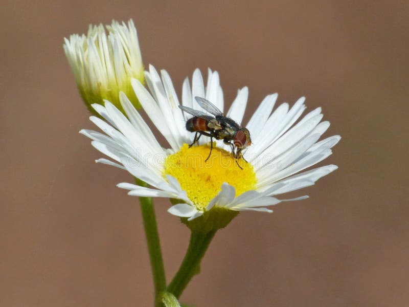 Fly on Tiny Daisy 1 stock photo. Image of forest, closeup - 164561632