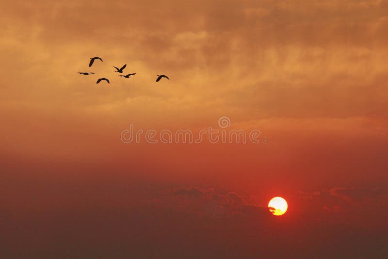 Fly to home stock photo. Image of orange, back, flying - 54593922