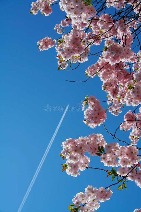Fly to the land of sakura stock image. Image of fresh, plane - 763067