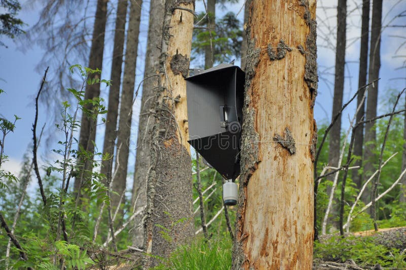 A Trap Used for Catching Insects in Forest Stock Photo - Image of ...