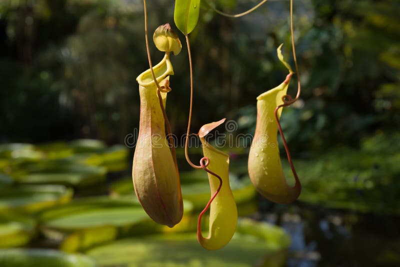 Fly trap plant stock photo. Image of plant, trap, insectivorous - 147098918