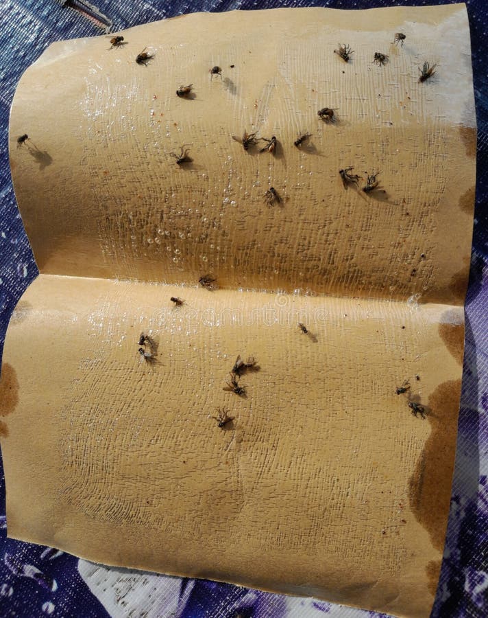 Fly trap tool stock image. Image of invertebrate, animal - 252068269