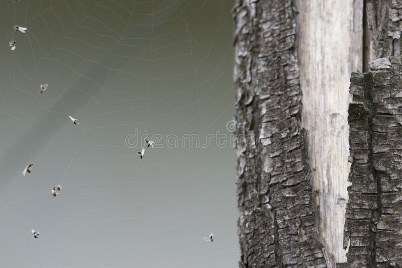 Fly trapped in spider web stock photo. Image of food - 45692278