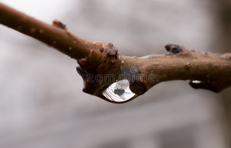 Fly Trapped in a Water Drop Stock Photo - Image of outdoors ...