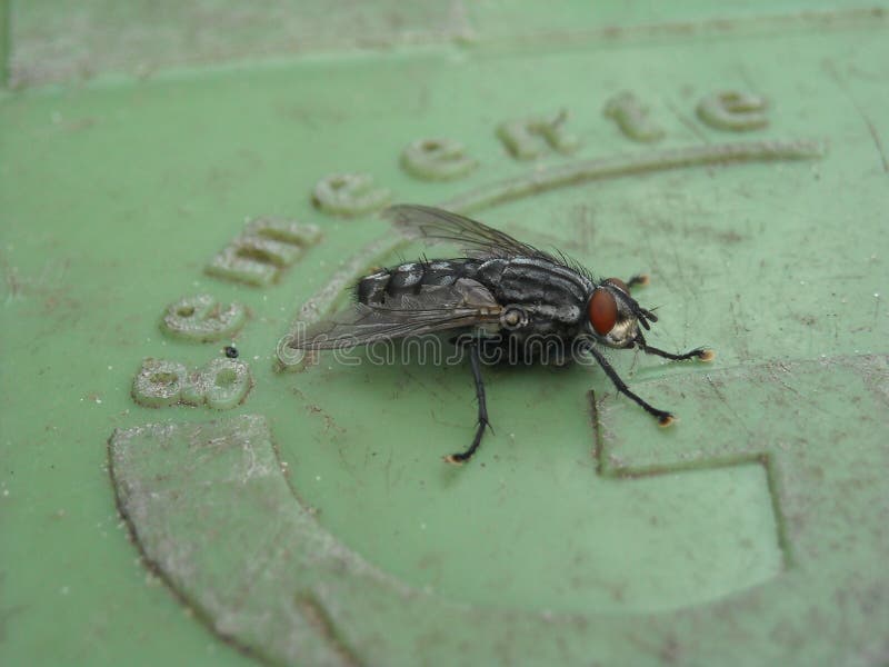 Fly Trash bin stock photo. Image of trash, groningen - 154815242