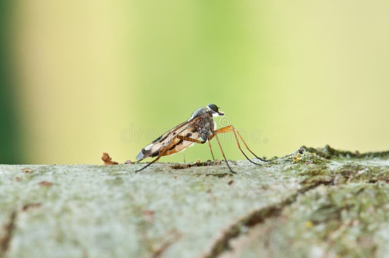 Fly on tree stock photo. Image of green, close, insect - 22031476