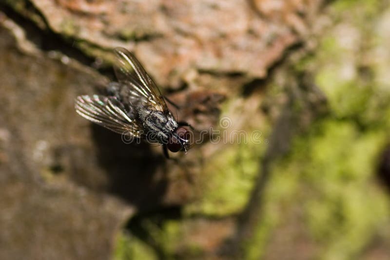 Fly on tree-bark stock image. Image of animal, close, closeup - 7542715