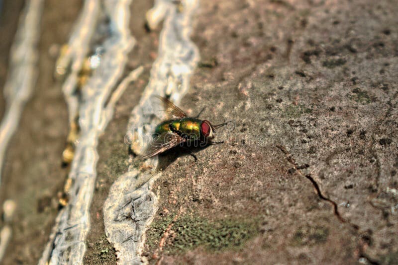 Fly on the Tree stock photo. Image of closeup, wood, insect - 78867940