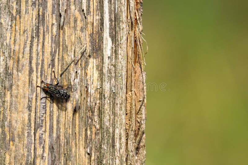Fly on a tree stock photo. Image of domestic, nature - 58252650