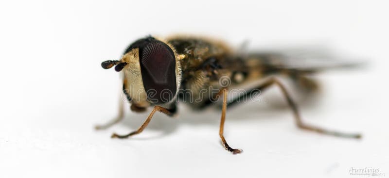 Fly stock image. Image of flies, macro, colors, science - 45102267