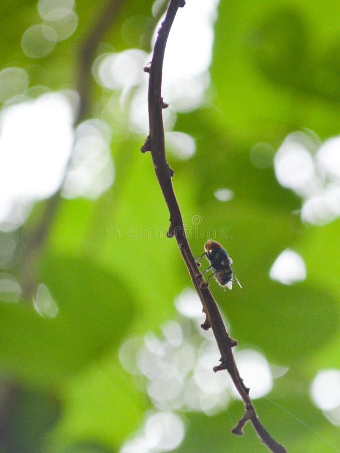 A fly on a twig stock image. Image of flies, green, plant - 342153783