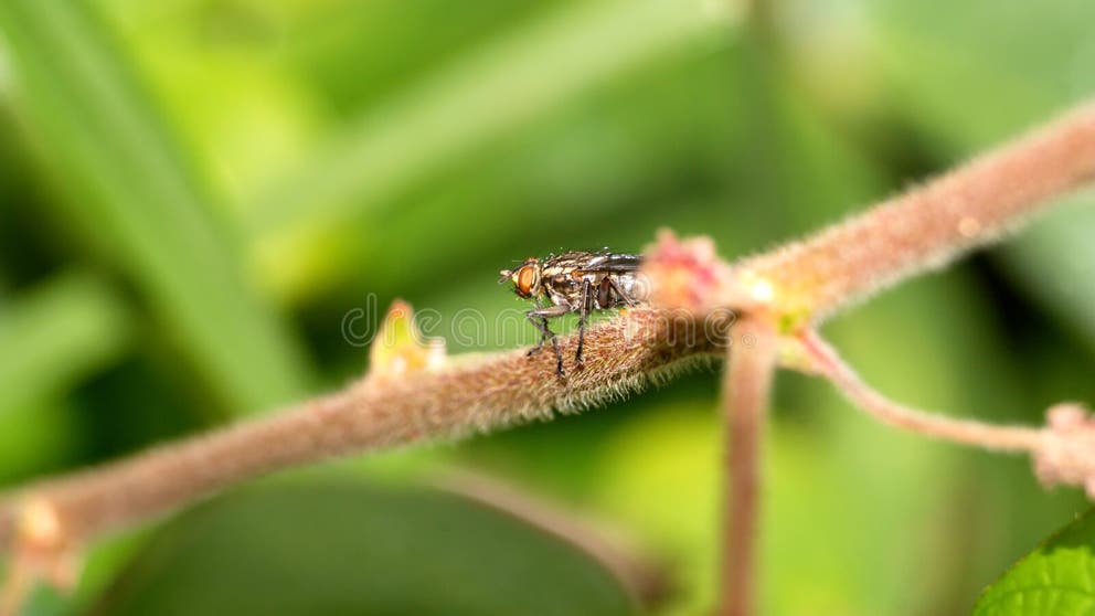 Fly on a twig stock image. Image of south, rural, latin - 183306969