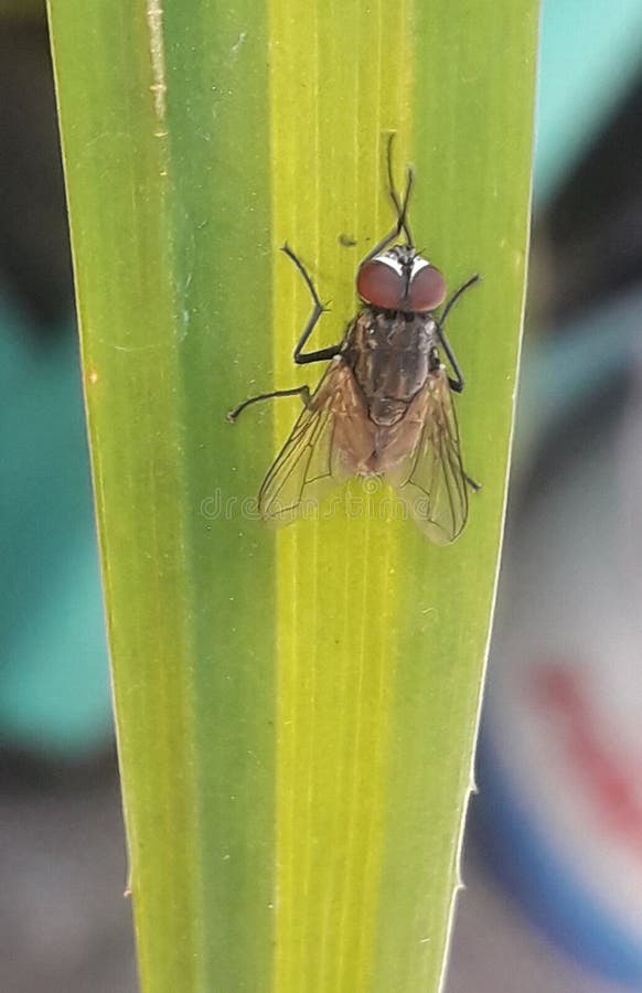 Fly type insects stock photo. Image of insects, yellow - 288352148