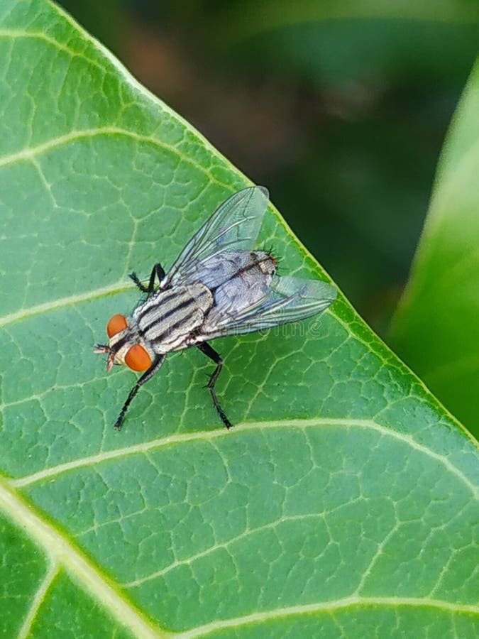 A Fly that Usually Lands on Food, Garbage or Carrion that Can Spread ...