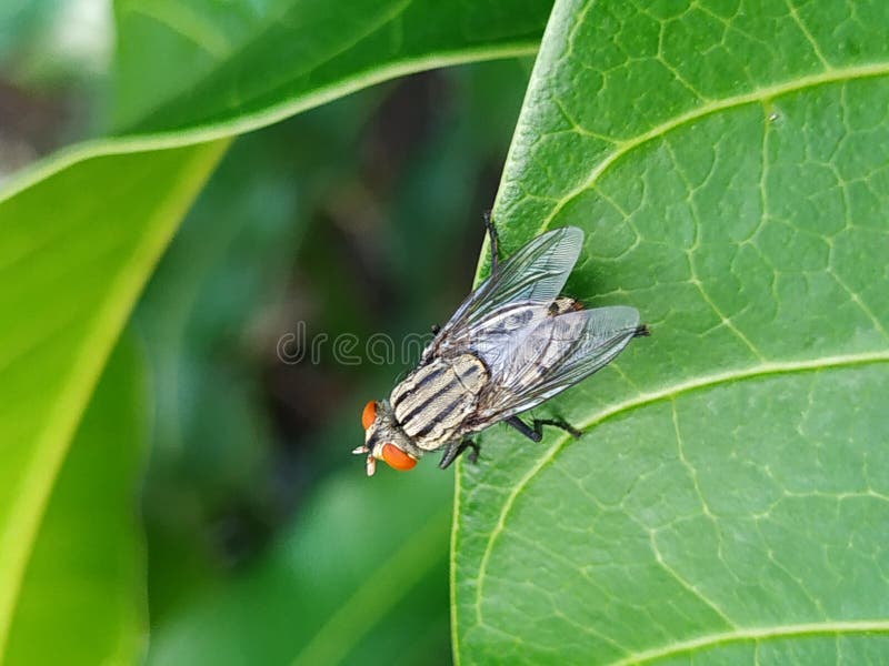 A Fly that Usually Lands on Food, Garbage or Carrion that Can Spread ...