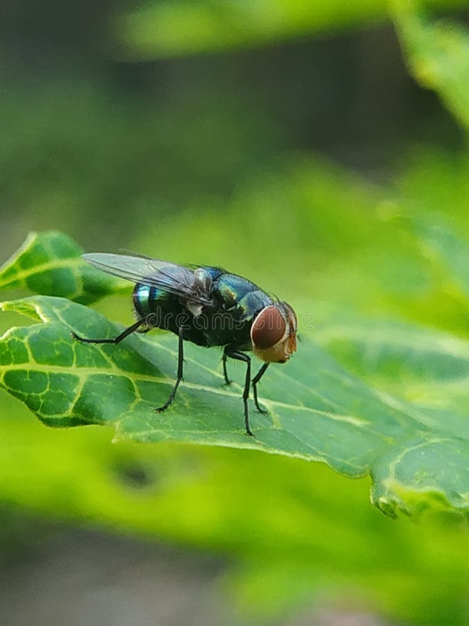 A Fly that Usually Lands on Food, Garbage or Carrion that Can Spread ...