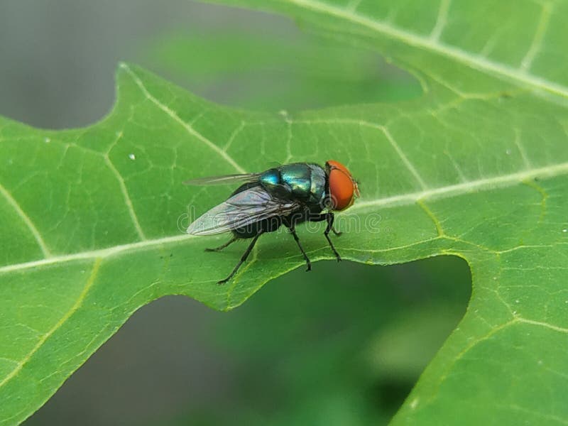 Carrion Bee Stock Photos - Free & Royalty-Free Stock Photos from Dreamstime