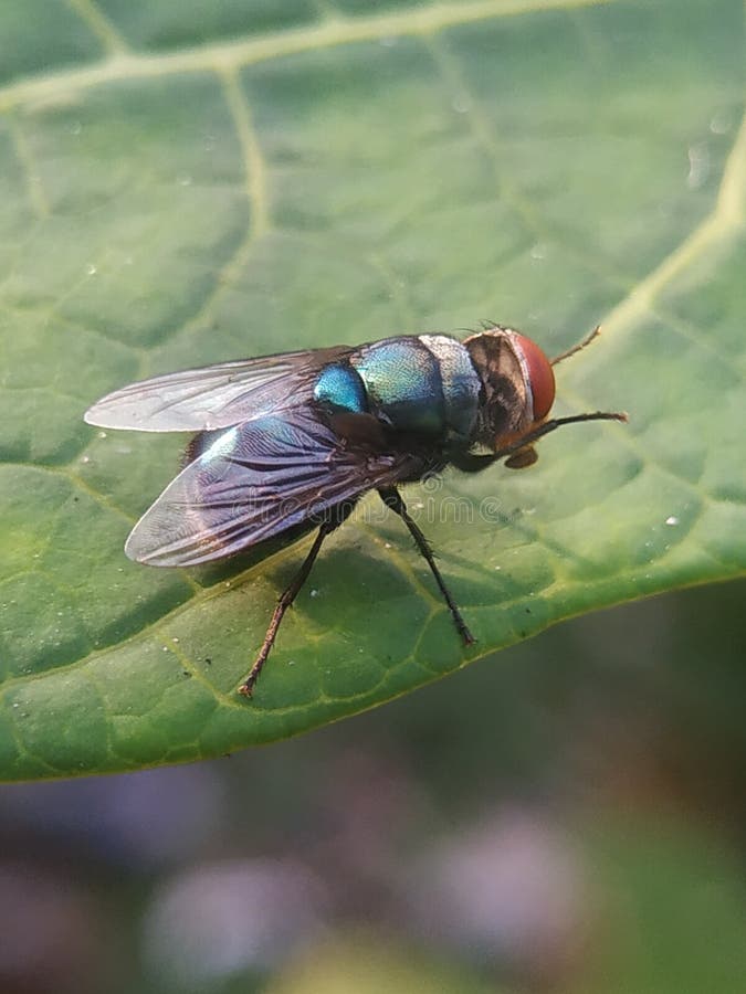 A Fly that Usually Lands on Food, Garbage or Carrion that Can Spread ...