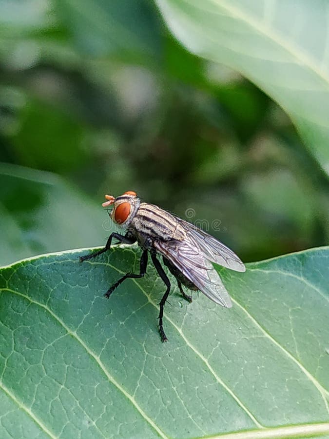 A Fly that Usually Lands on Food, Garbage or Carrion that Can Spread ...