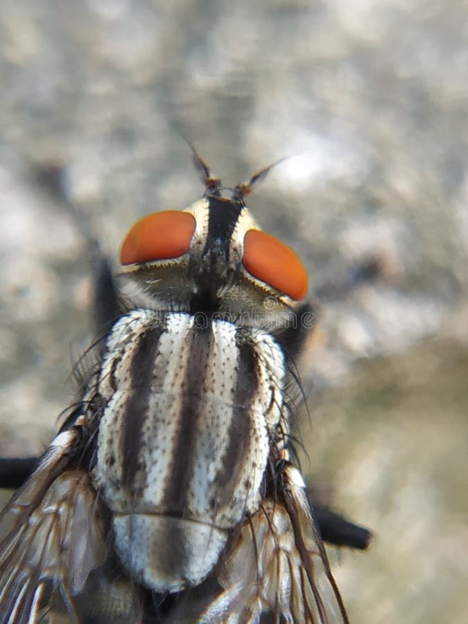 A Fly that Usually Lands on Food, Garbage or Carrion that Can Spread ...