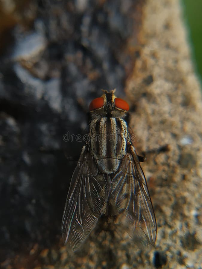 A Fly that Usually Lands on Food, Garbage or Carrion that Can Spread ...