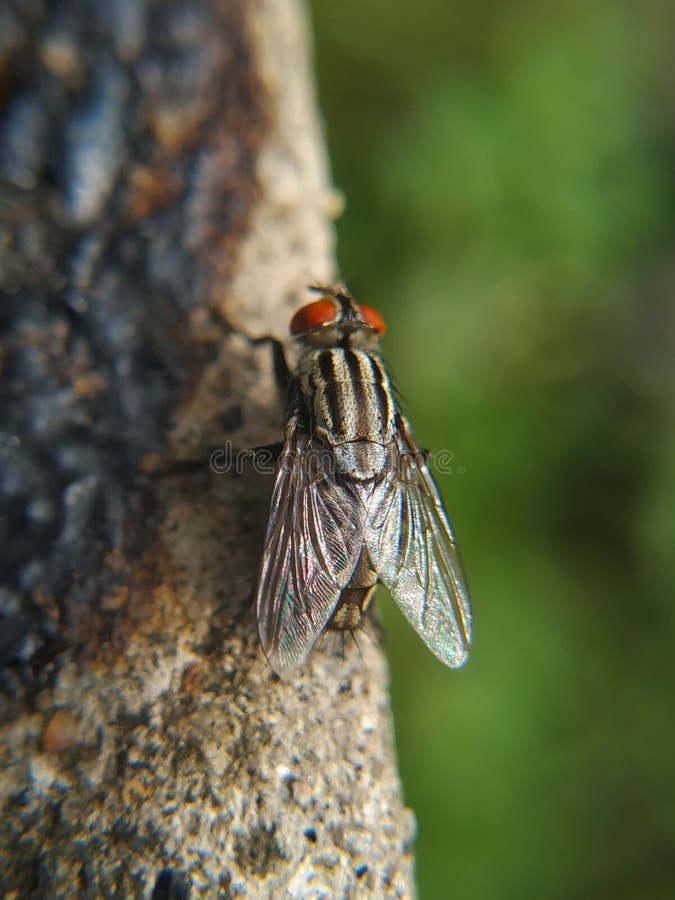 A Fly that Usually Lands on Food, Garbage or Carrion that Can Spread ...