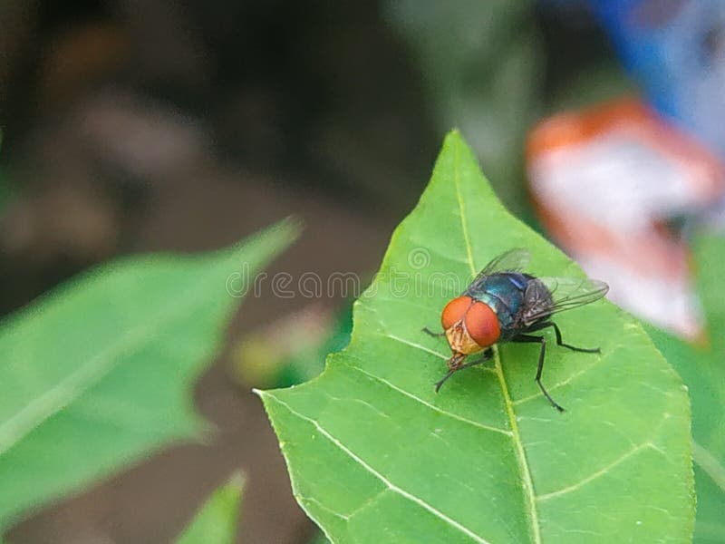 A Fly that Usually Lands on Food, Garbage or Carrion that Can Spread ...