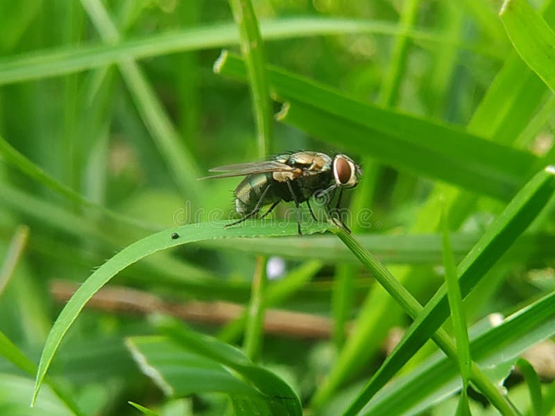 A Fly that Usually Lands on Food, Garbage or Carrion that Can Spread ...