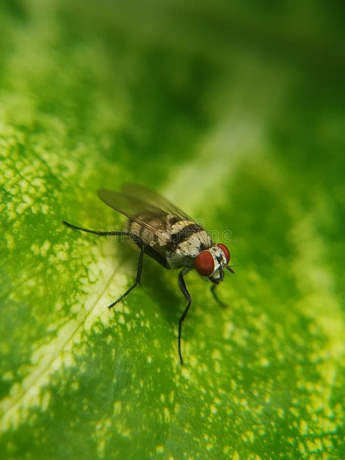 A Fly that Usually Lands on Food, Garbage or Carrion that Can Spread ...